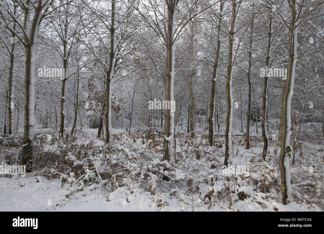 tree trees deciduous plant plants forest forests wood woods woodlands ...