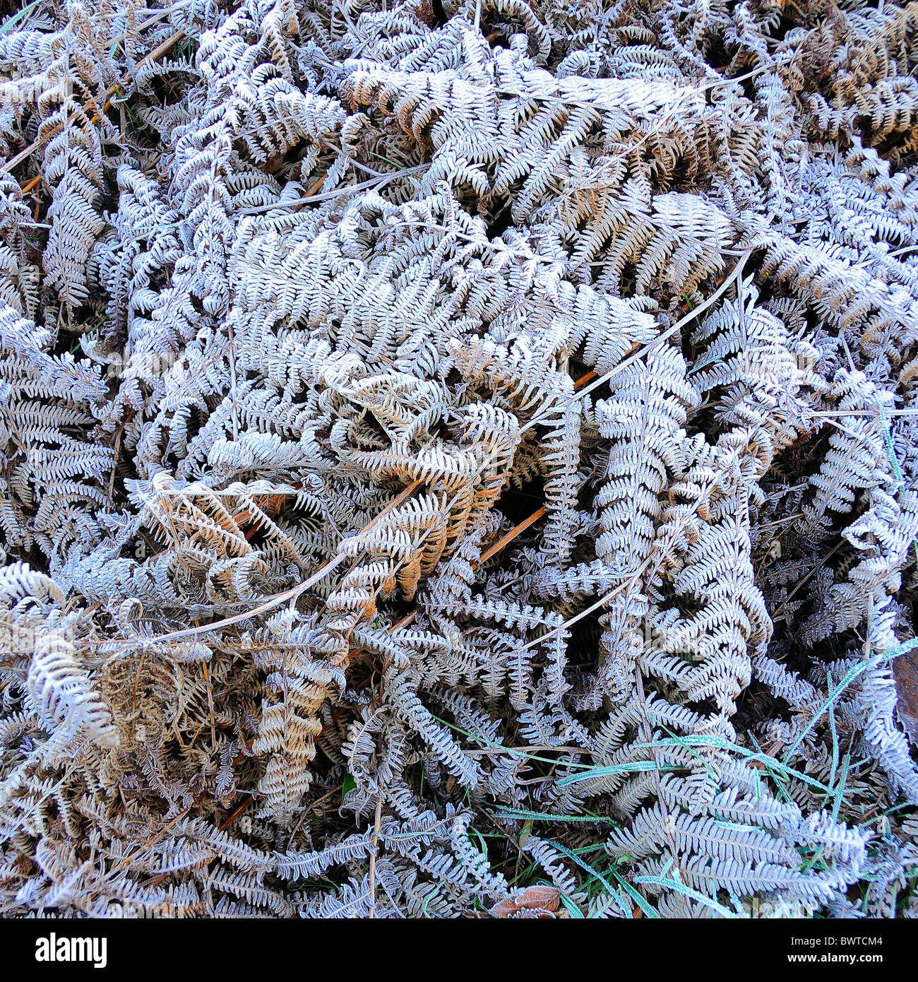 Silver tree fern hi-res stock photography and images - Alamy