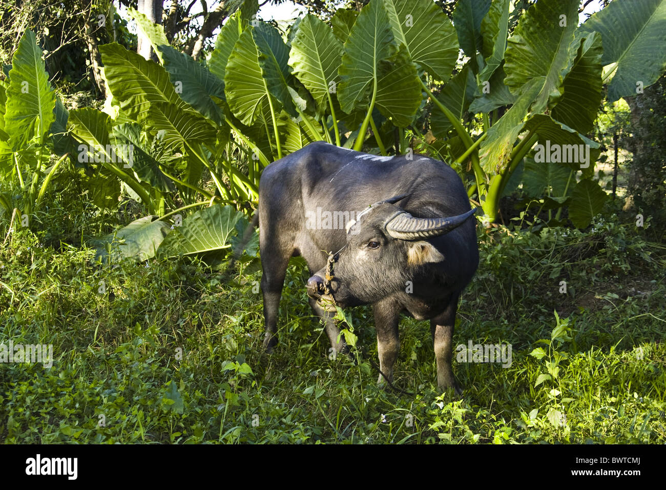 asia asian bubalus bubalis domestic animal animals buffalop buffaloes ...