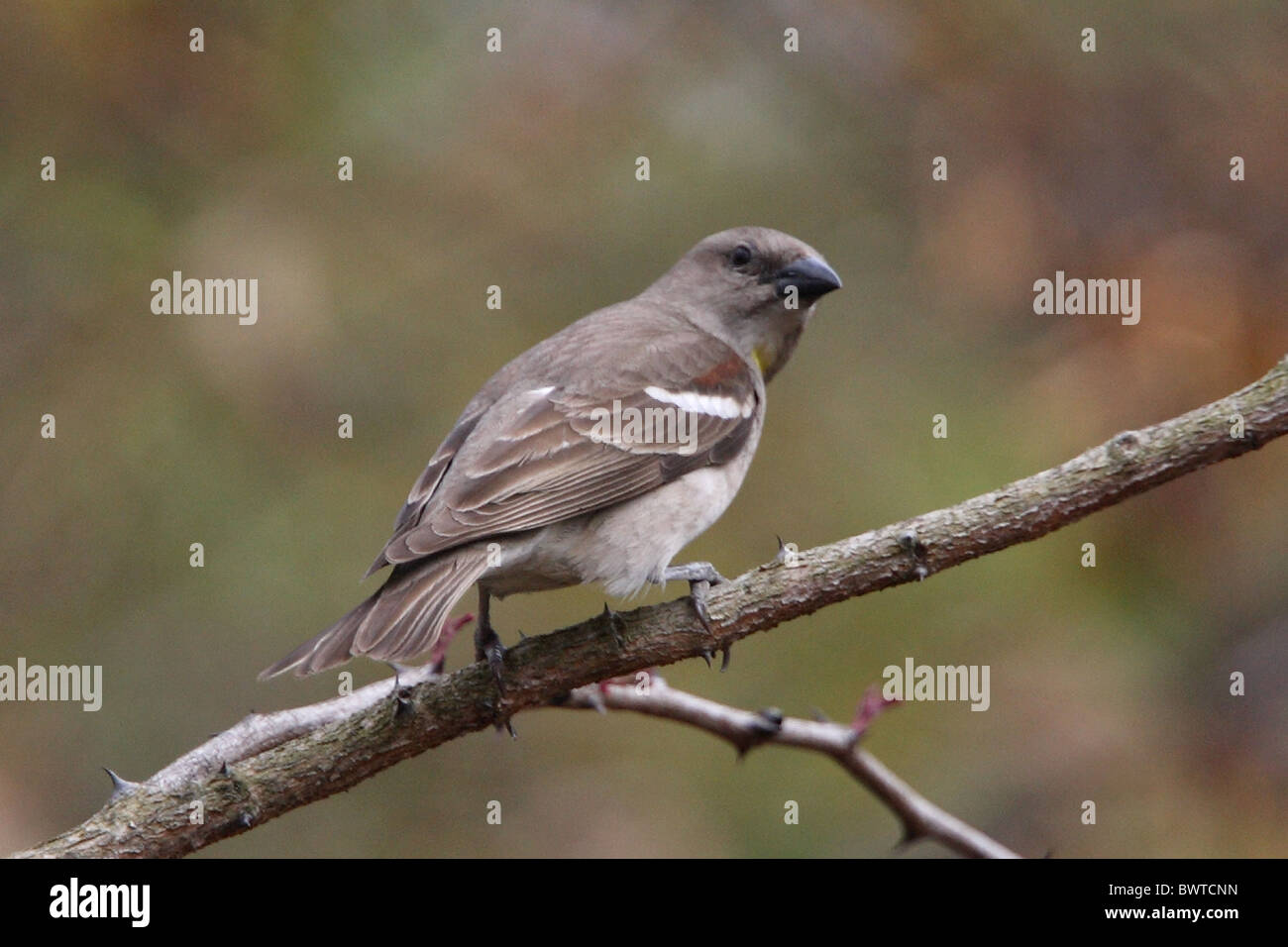 Petronia xanthocollis hi-res stock photography and images - Alamy