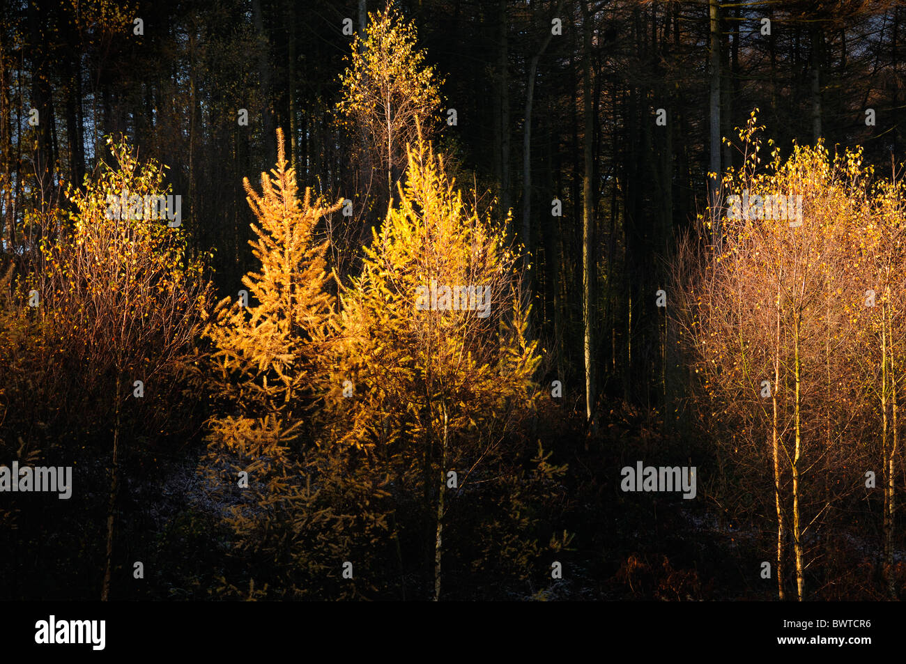 Autumnal pine trees at Hanchurch woods, Staffordshire Stock Photo - Alamy