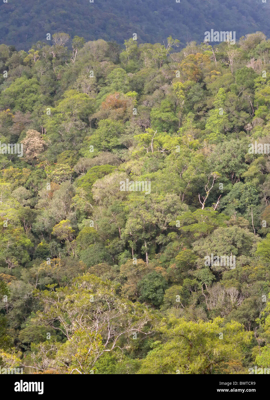 View over montane rainforest habitat Kinabalu Stock Photo - Alamy