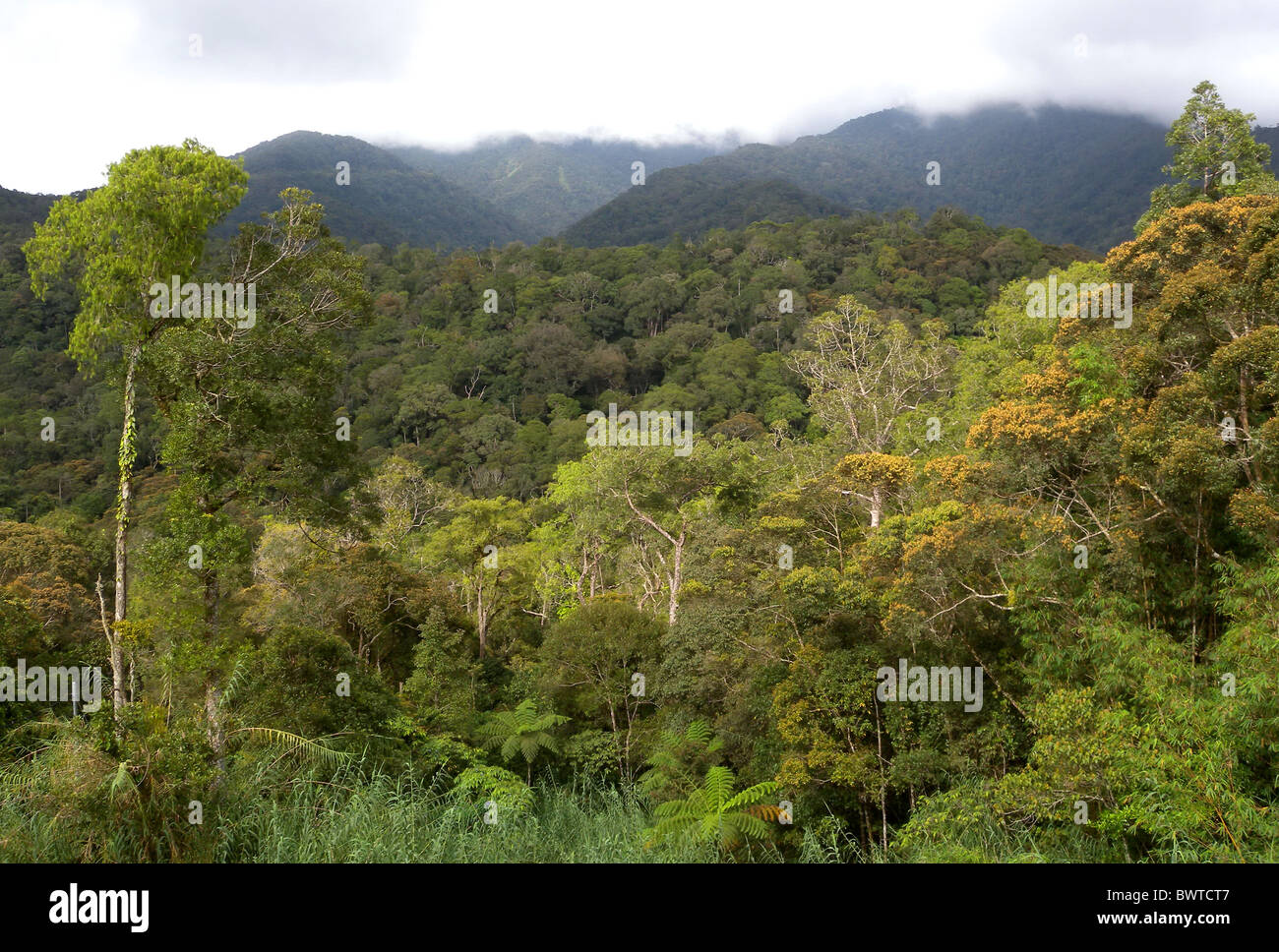 View over montane rainforest habitat with low Stock Photo - Alamy
