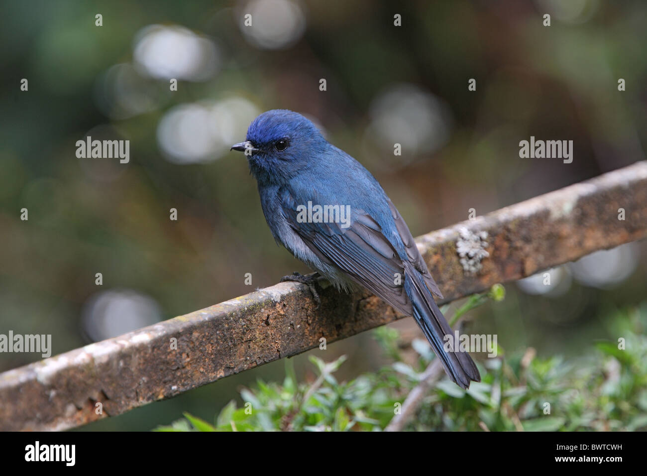 Nilgiri flycatchers hi-res stock photography and images - Alamy