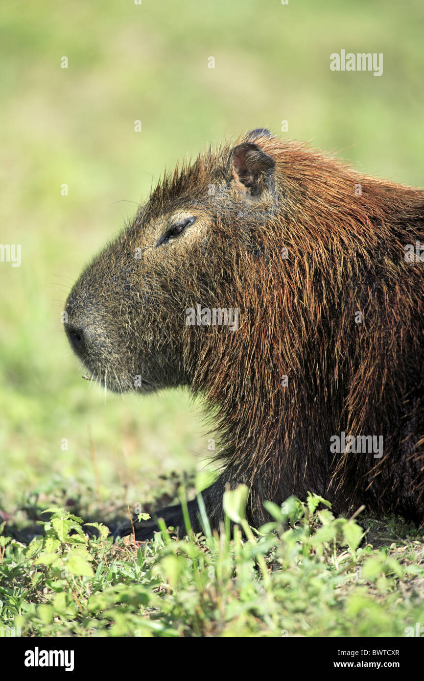 Portrait ruhend - resting capybara capybaras rodent rodents "south ...