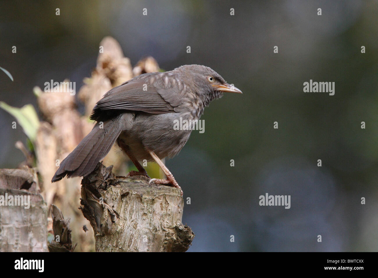 Jungle babbler turdoides striatus adult hi-res stock photography and ...