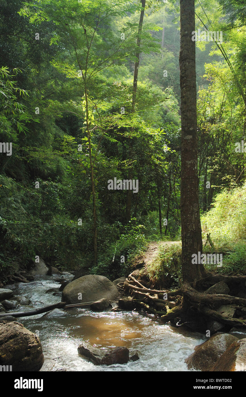 tree trees rainforest rainforests "rain forest" "rain forests" "rain ...