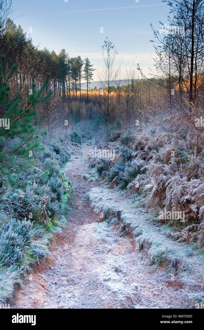 Frosty path through autumnal forest Stock Photo - Alamy
