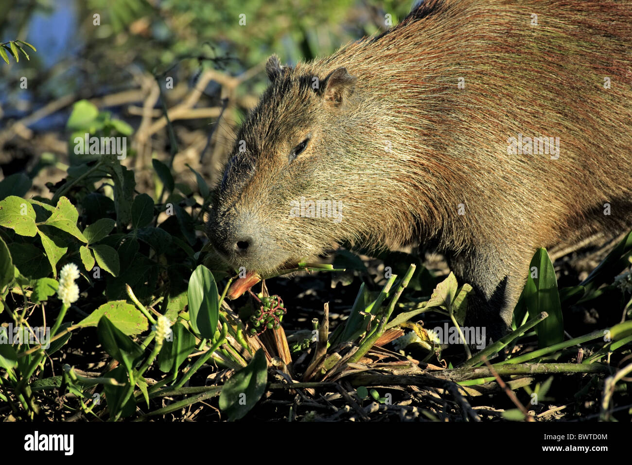 fressend - feeding Portrait capybara capybaras rodent rodents "south ...