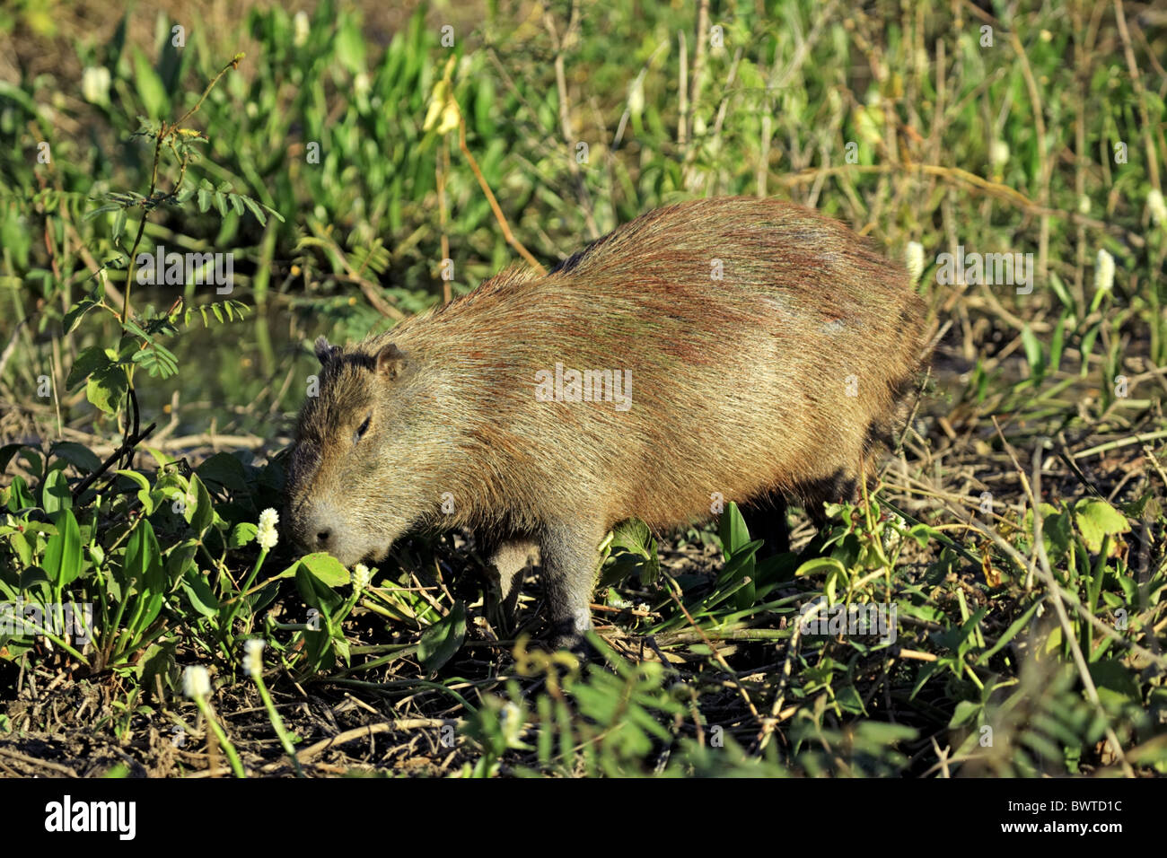 fressend - feeding capybara capybaras rodent rodents "south america ...