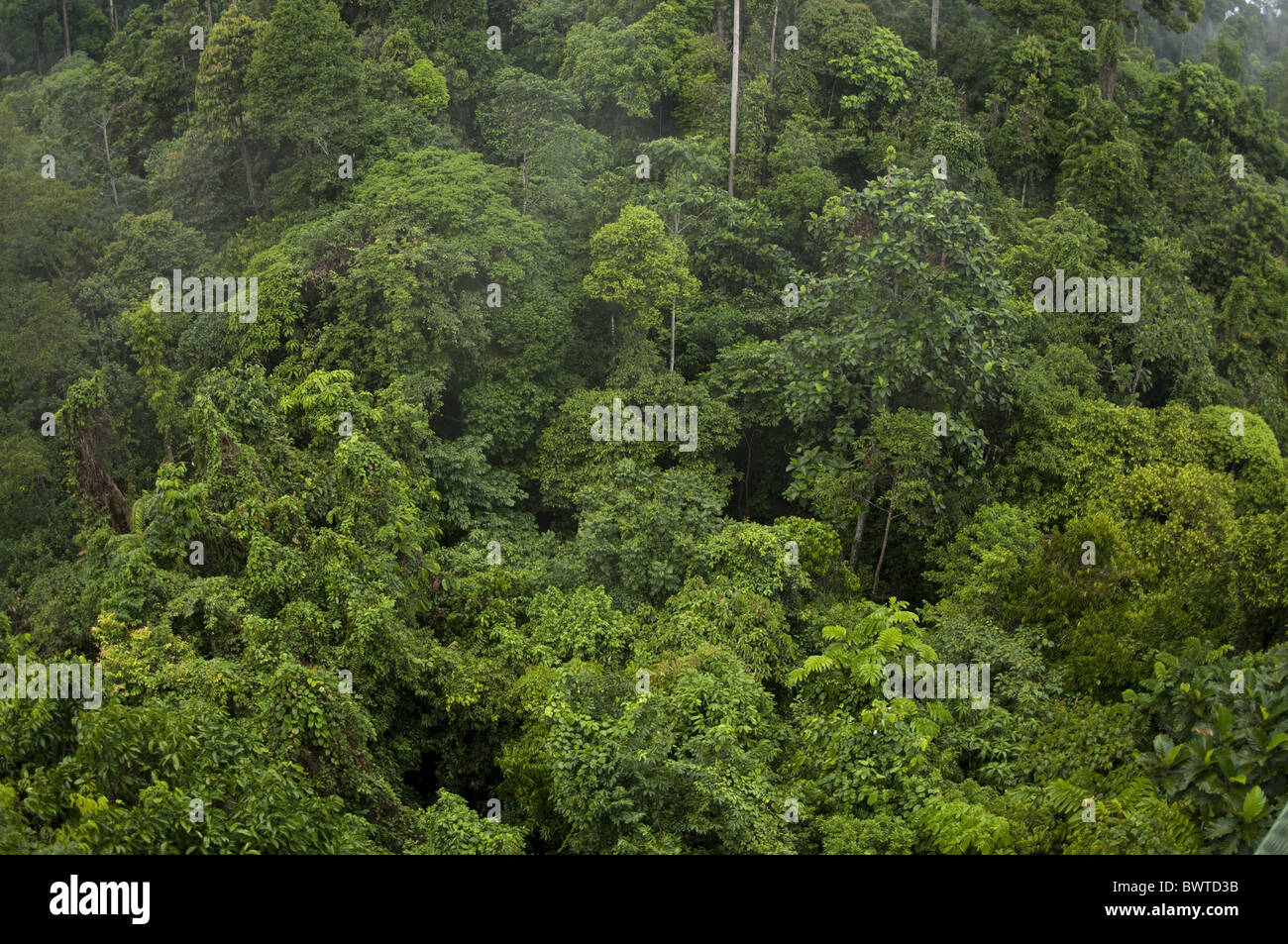 Rainforest Discovery Centre Tree Fog Sepilok Park Sandakan Sabah ...