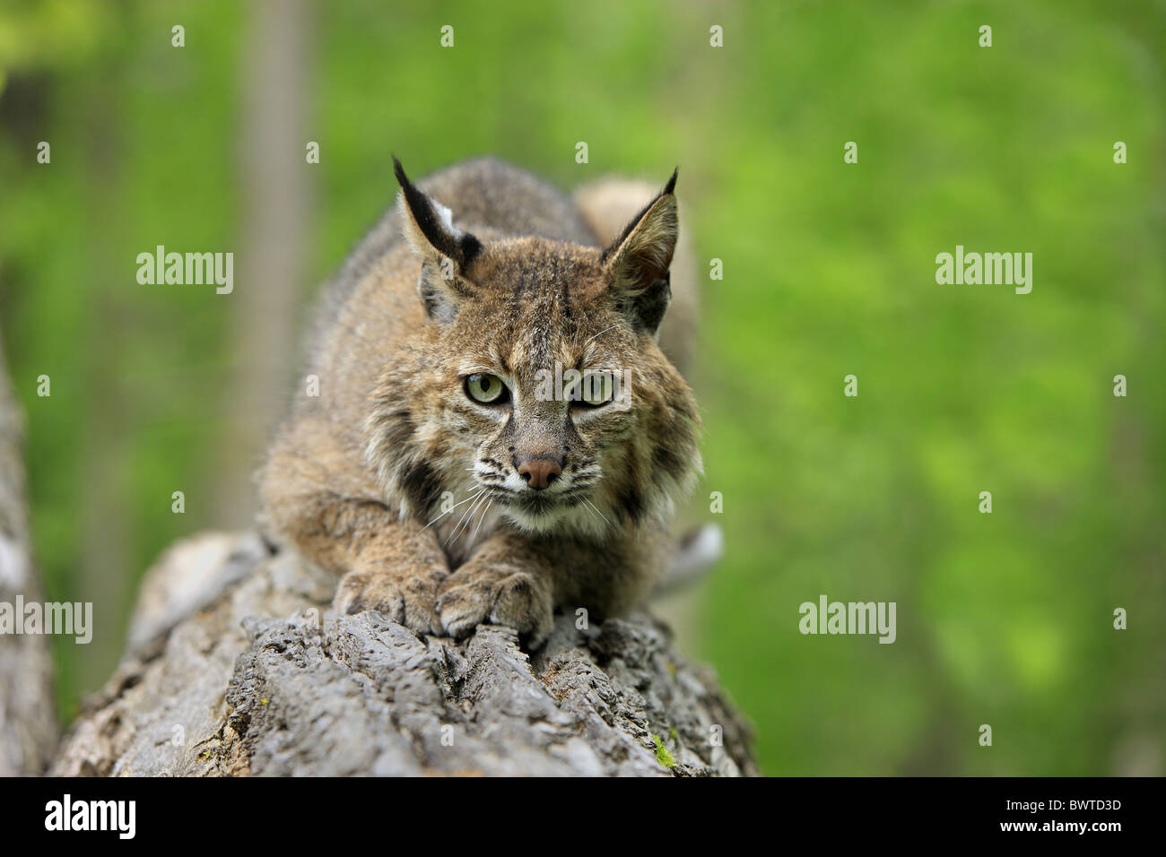 auf Baum - on tree cat cats "north america" "north american" carnivore ...