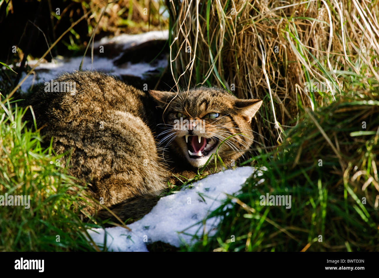 Scottish Wildcat felis sylvestris in the snow showing defensive pose ...