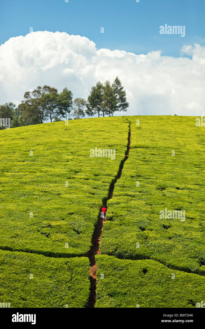 Kenya farm hi-res stock photography and images - Alamy
