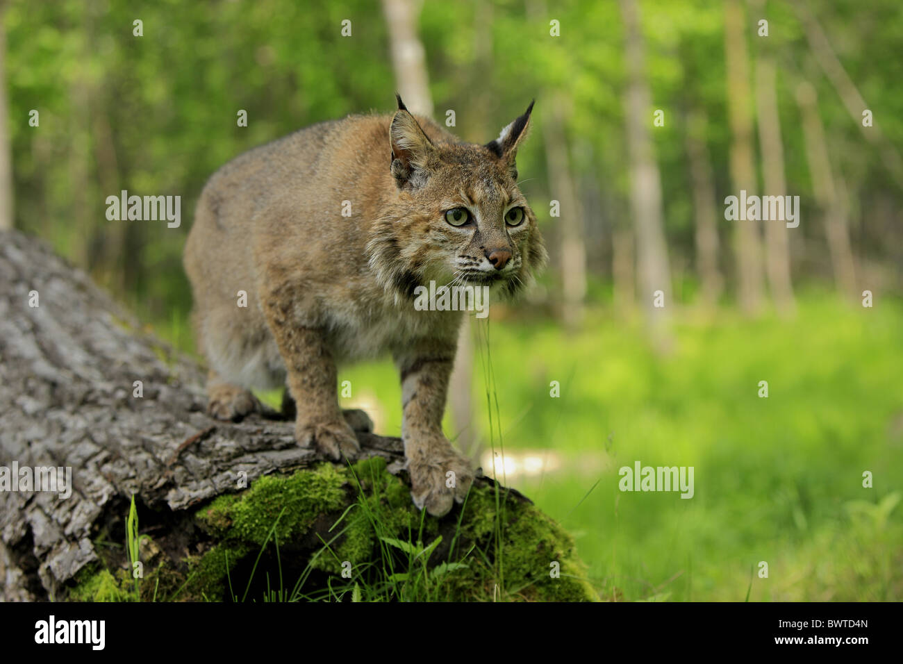 auf Baum - on tree cat cats "north america" "north american" carnivore ...