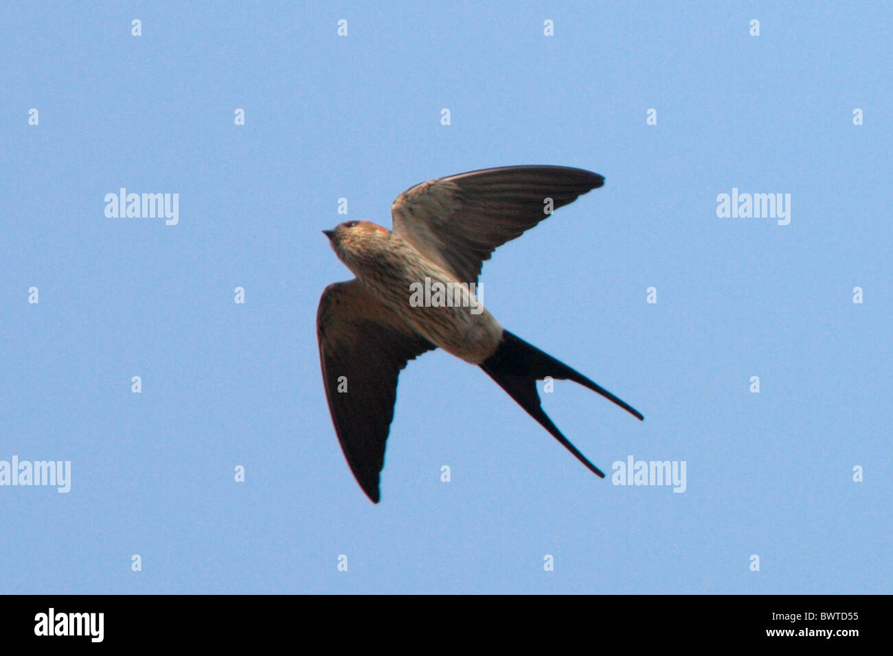 Striated Swallow (Hirundo striolata) adult, in flight, Southwest Yunnan ...