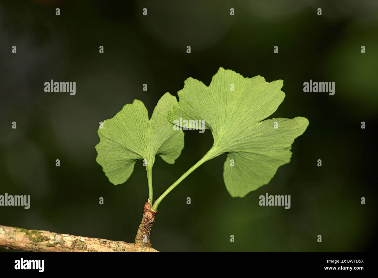 Ginkgo Ginkgo biloba close-up leaves Lamington Stock Photo - Alamy