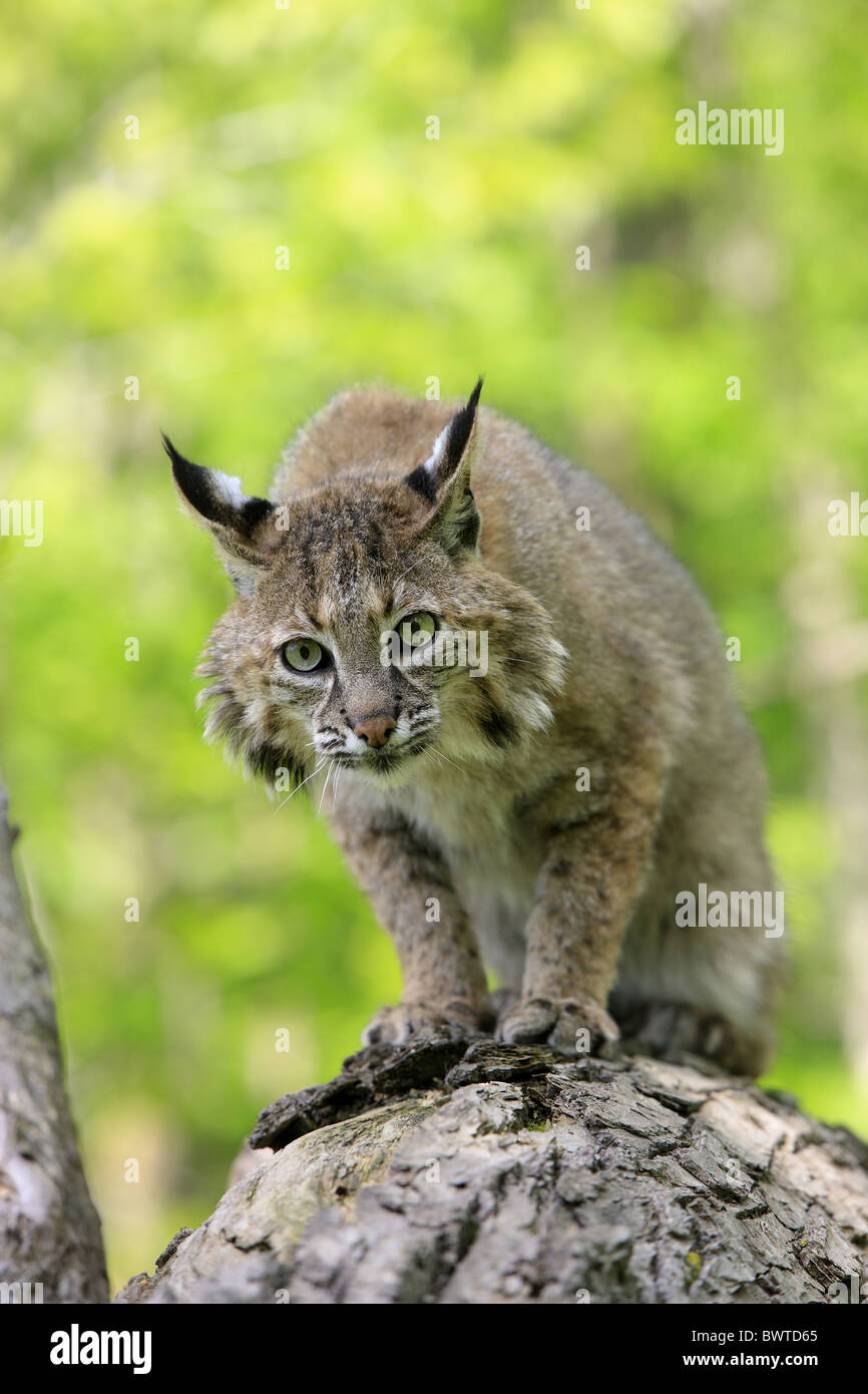 auf Baum - on tree cat cats "north america" "north american" carnivore ...