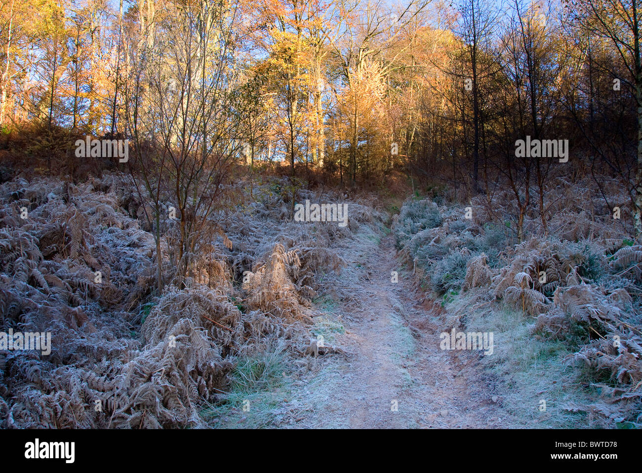 Frosty path through autumnal forest Stock Photo - Alamy