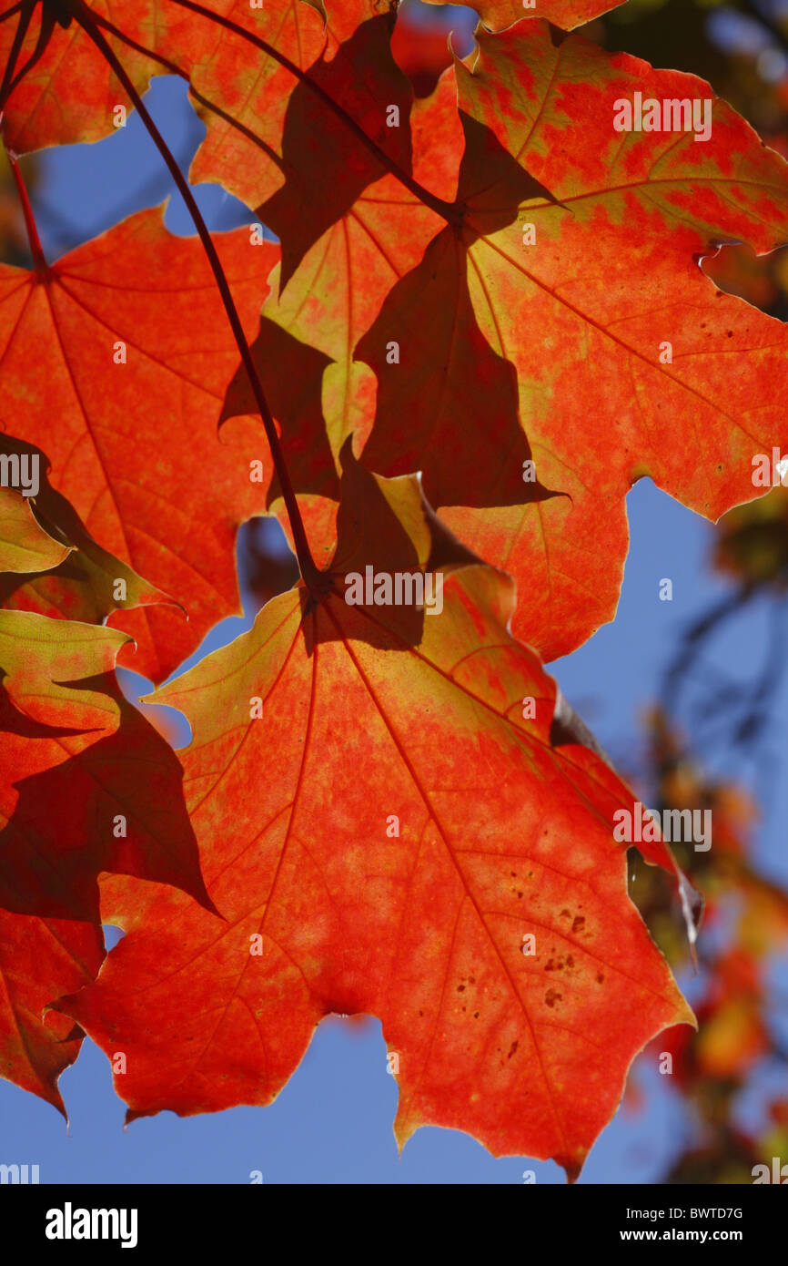 Liquidambar styraciflua liquid amber sweet gum american nature natural ...