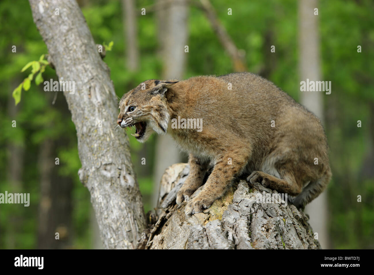 auf Baum - on tree rufend - calling cat cats "north america" "north ...