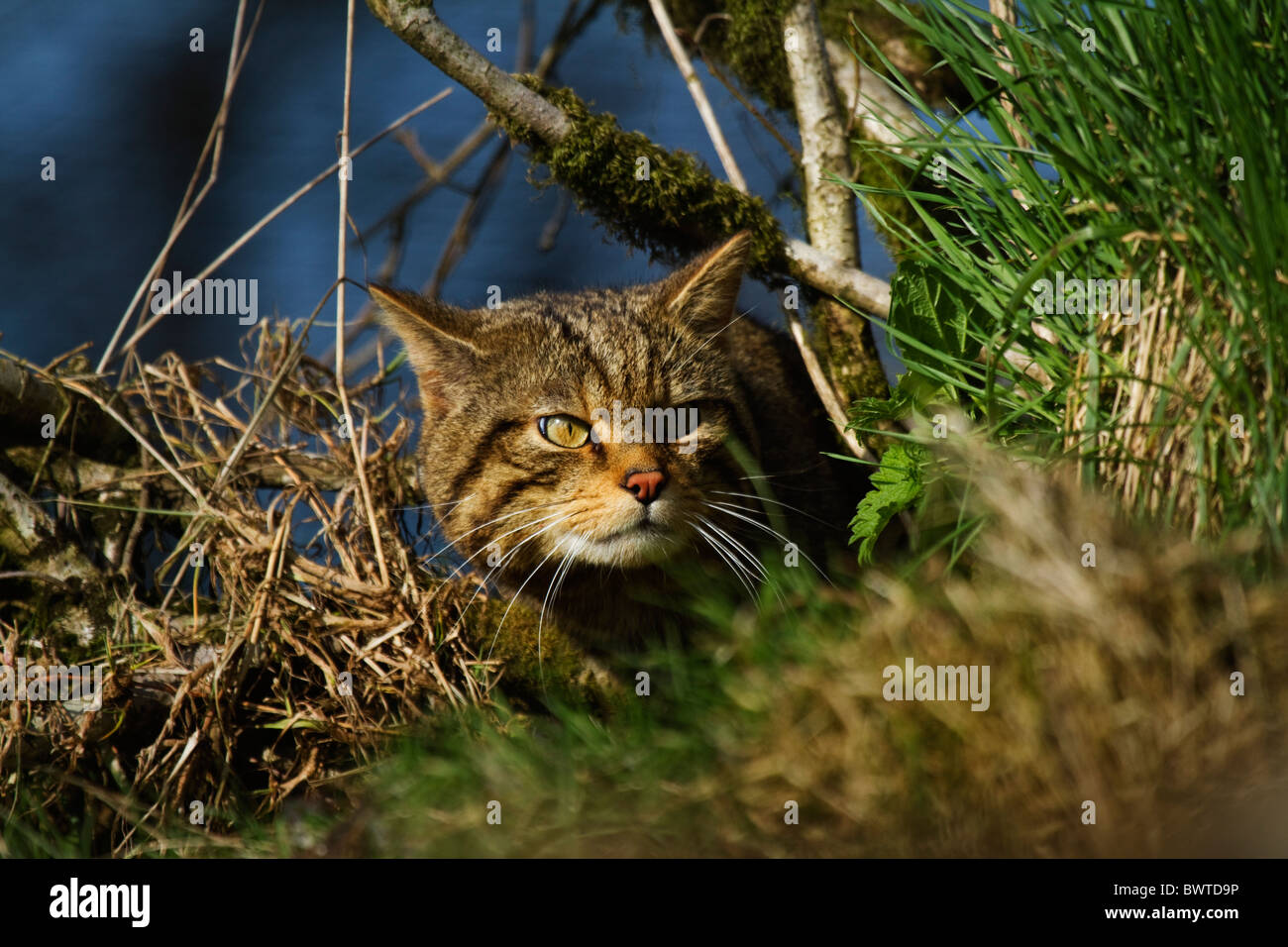 Scottish wildcat hi-res stock photography and images - Alamy