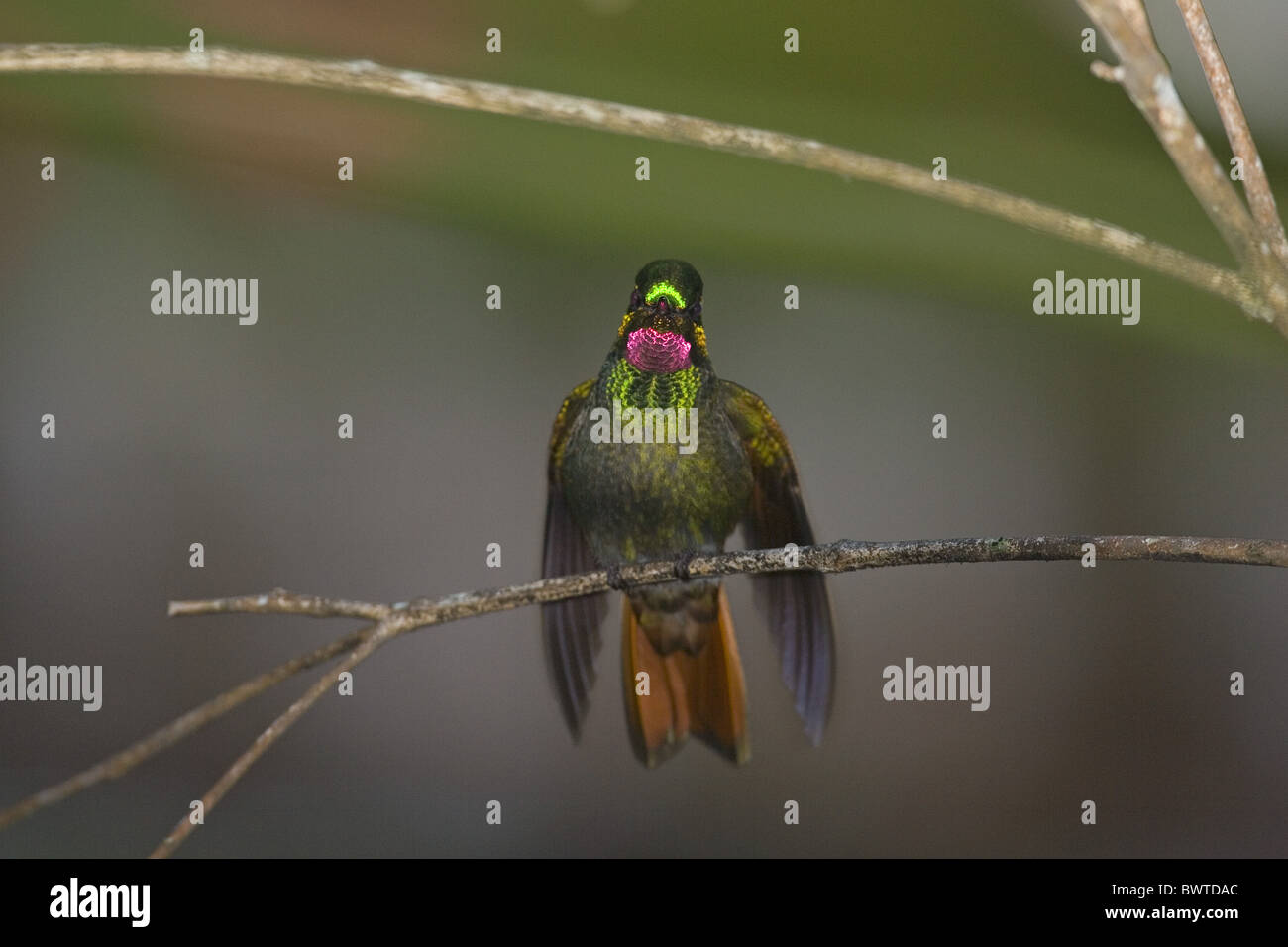 Brazilian Ruby (Clytolaema rubricauda) adult male, resting with wings ...