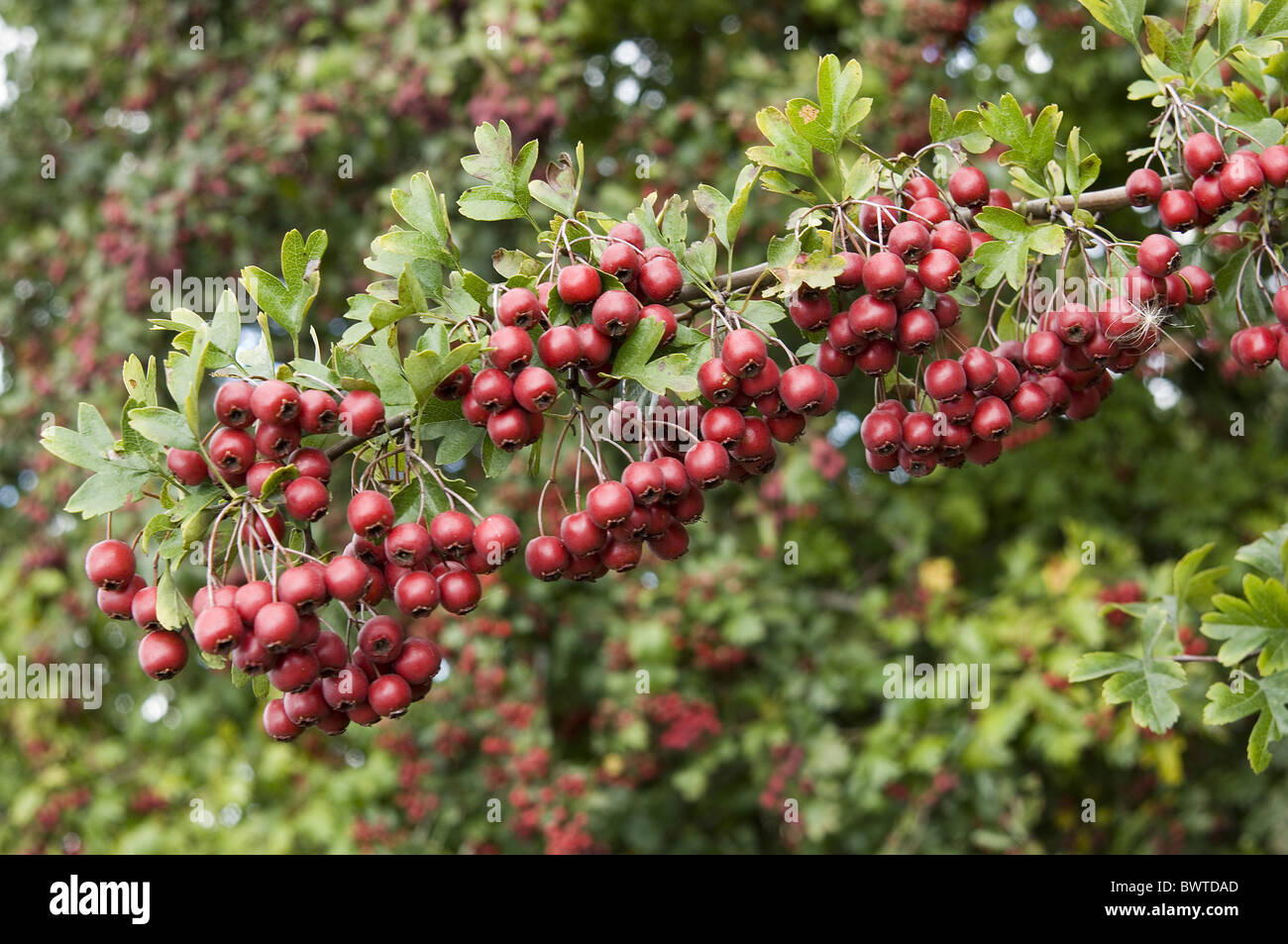 tree trees hawthorn hawthorns quickthorn may crataegus plant plants ...