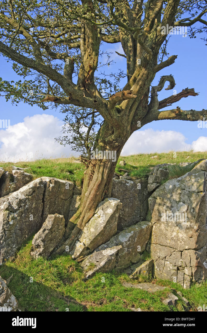 tree Settle rocks tree trees hawthorn hawthorns quickthorn may ...