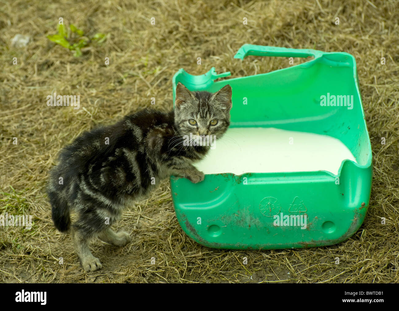 cat Tabby feeding milk kitten cat cats carnivore carnivores domestic ...