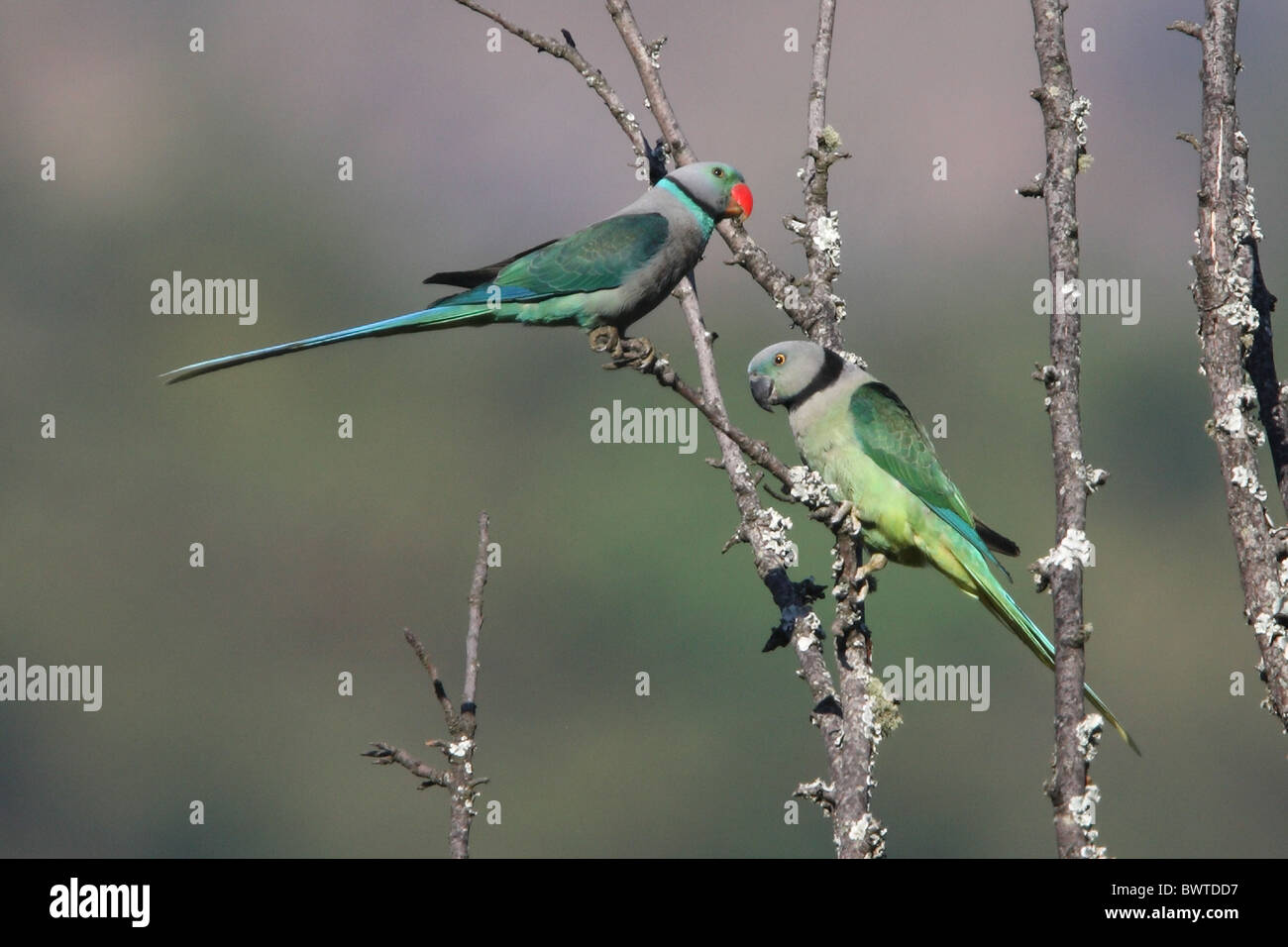 Malabar Parakeet (Psittacula columboides) adult pair, perched on branch ...