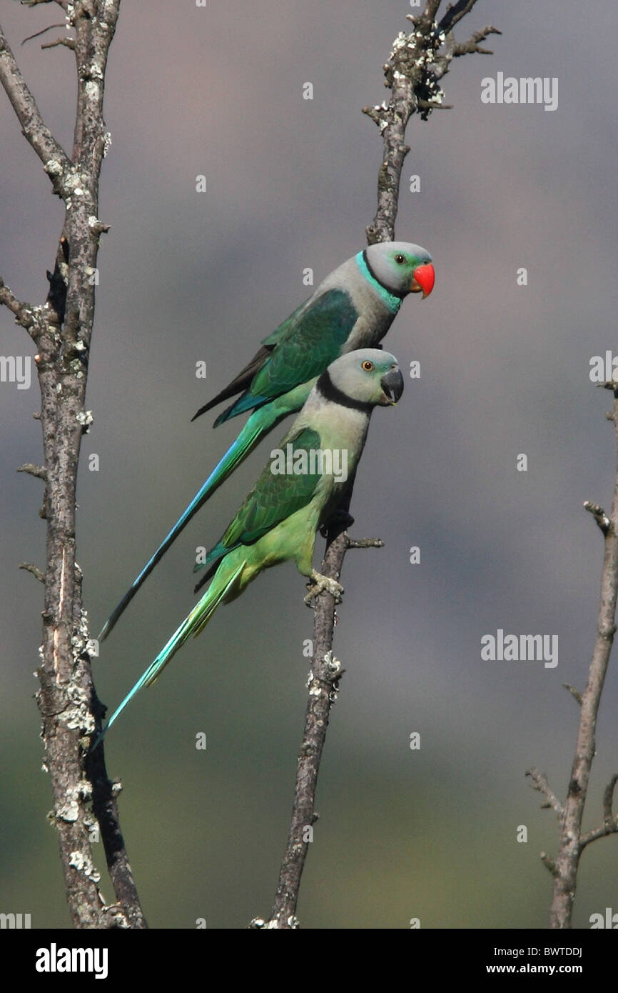 Malabar Parakeet (Psittacula columboides) adult pair, perched on branch ...