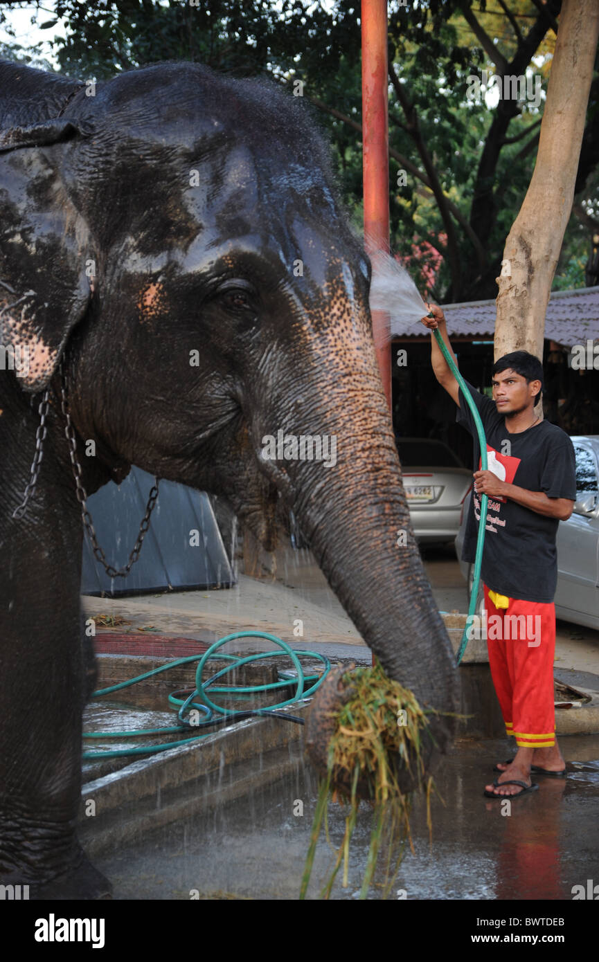 Man Washing Elephant - Ayutthaya Stock Photo - Alamy