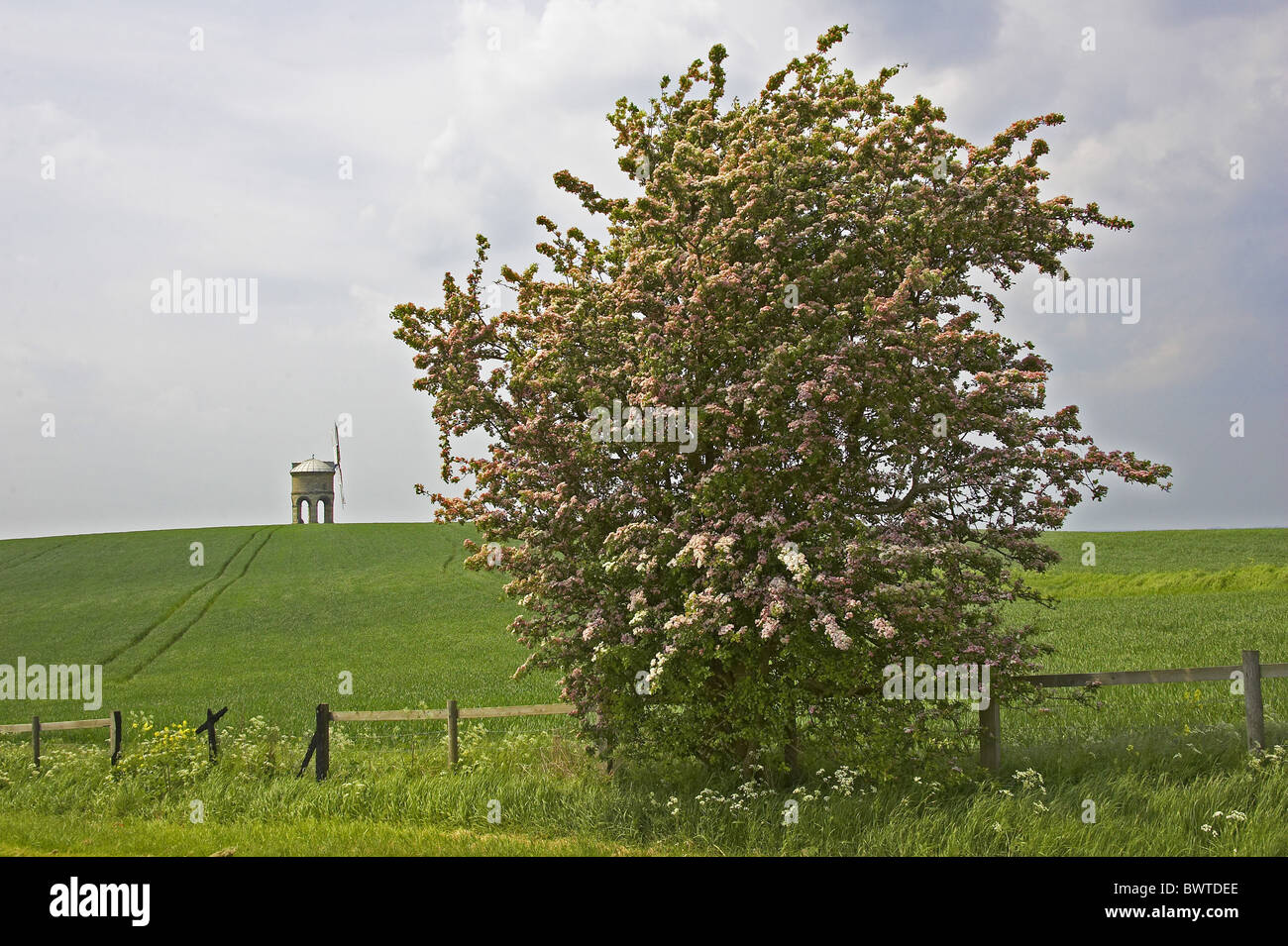 hedgerow hedges hawthorn flowers white pink trees colour Warwickshire ...