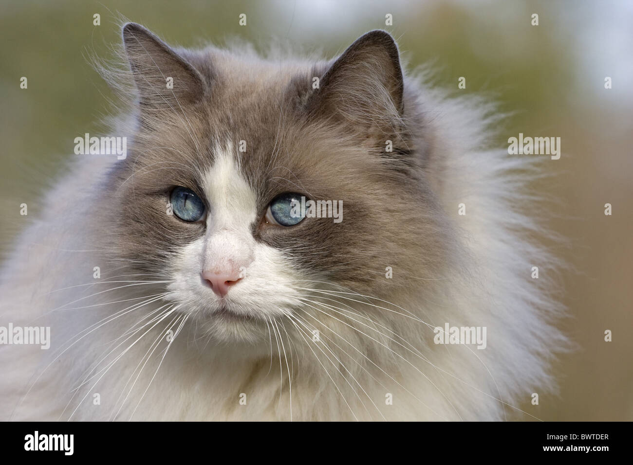 England cat hi-res stock photography and images - Alamy