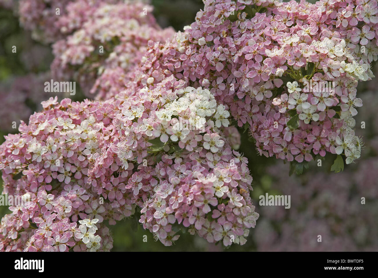 Midland Hawthorn Crataegus laevigata blossom spring Warwickshire colour ...