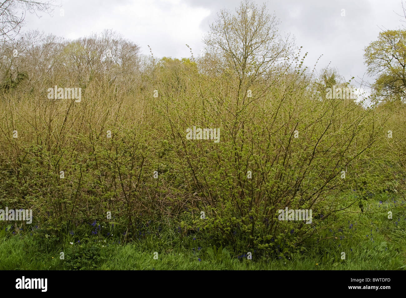 April Avellana Betulaceae Cobnut Cobnuts Common Coppice Coppiced ...