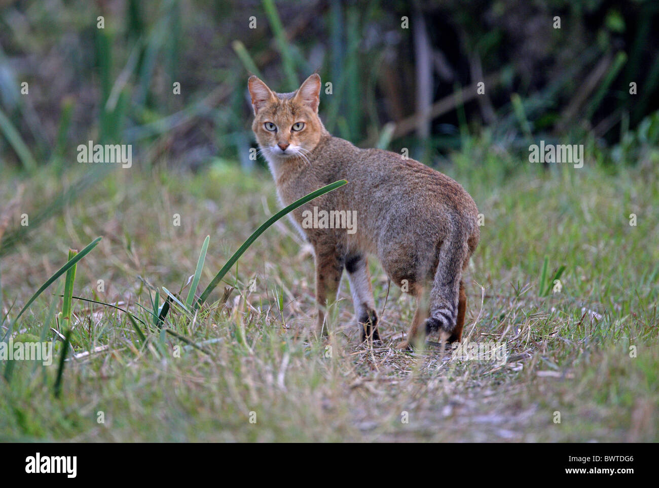 Jungle Cat Felis chaus adult standing track Koshi Stock Photo - Alamy
