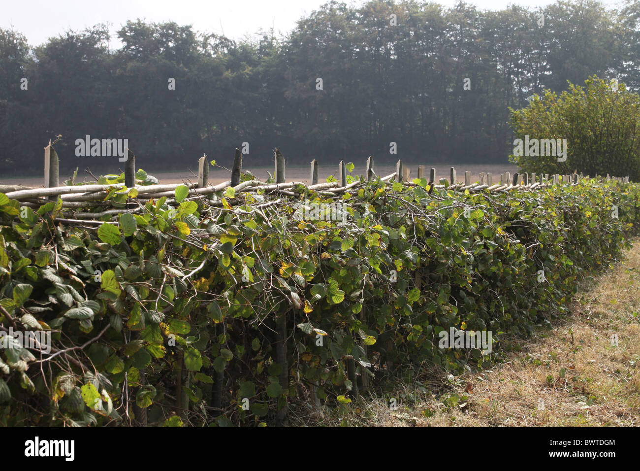 Common Hazel (Corylus avellana) layed hedge, first prize in hedge ...