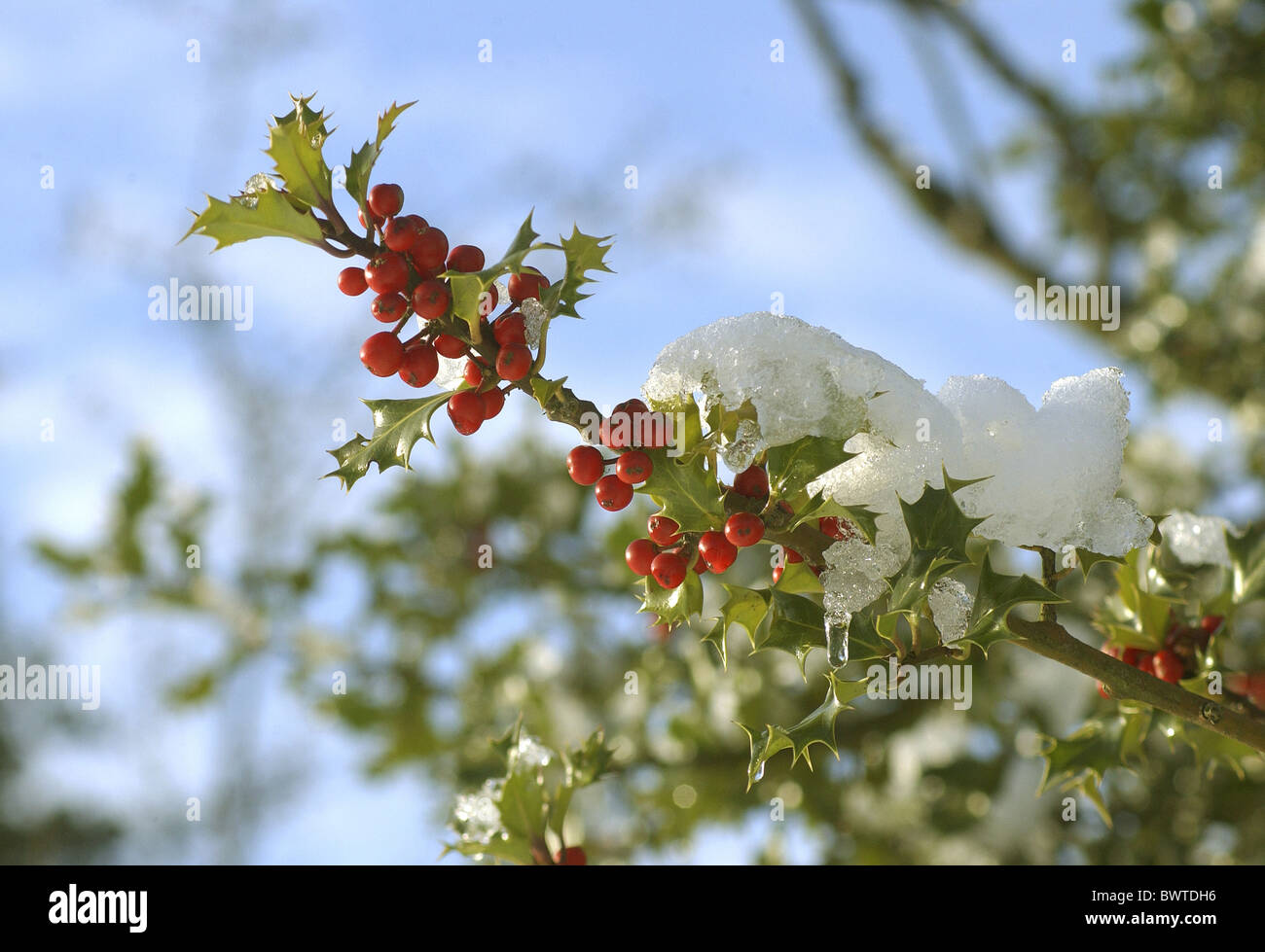 Snow Holly. tree trees holly hollies ilex plant plants europe european ...