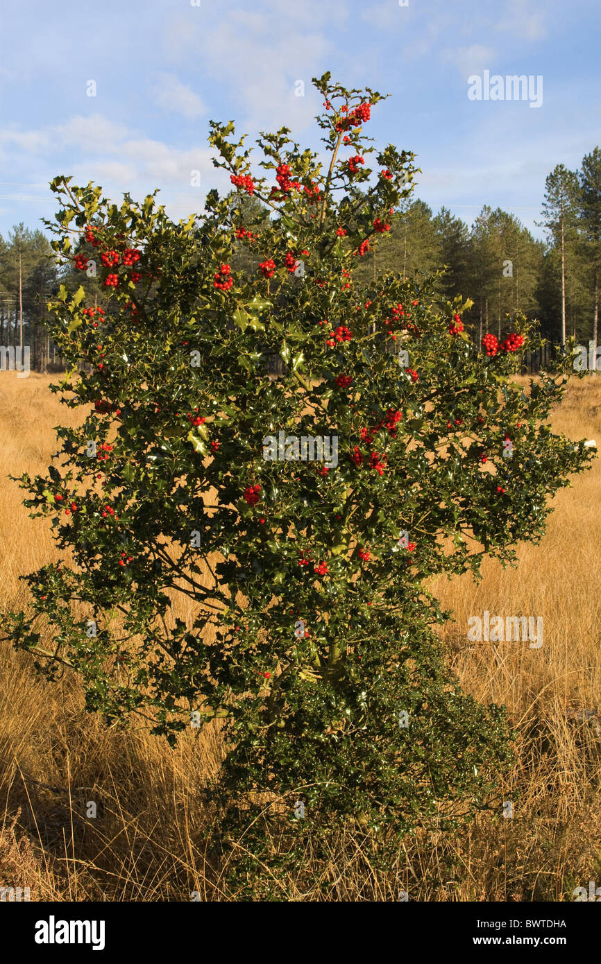 Aquifoliaceae Aquifolium Berries Berry Blue Sky Blue Britain British ...