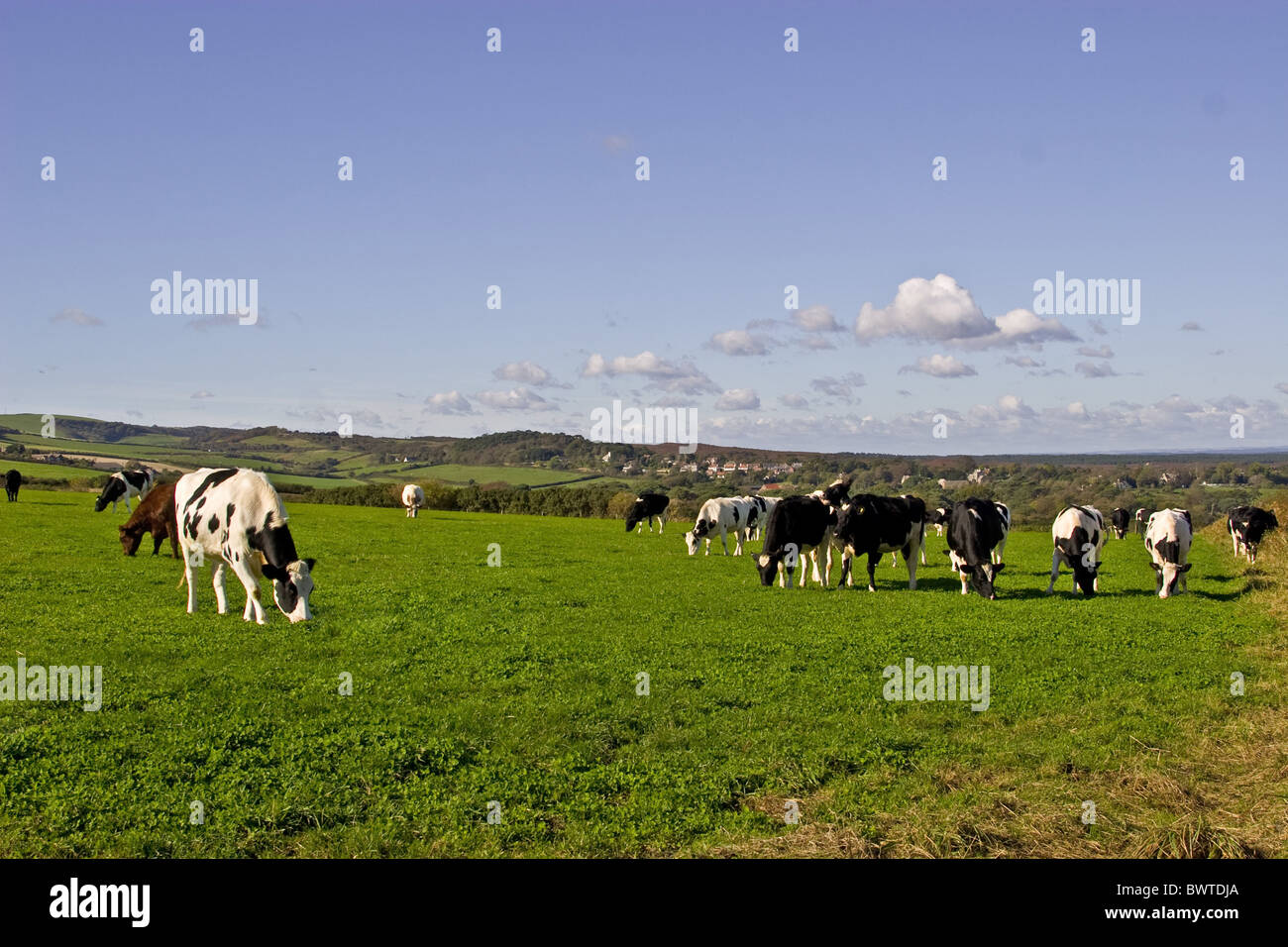 Animal Animals Blue Sky Blue Britain Cloud Clouds Countryside Cow Cows ...