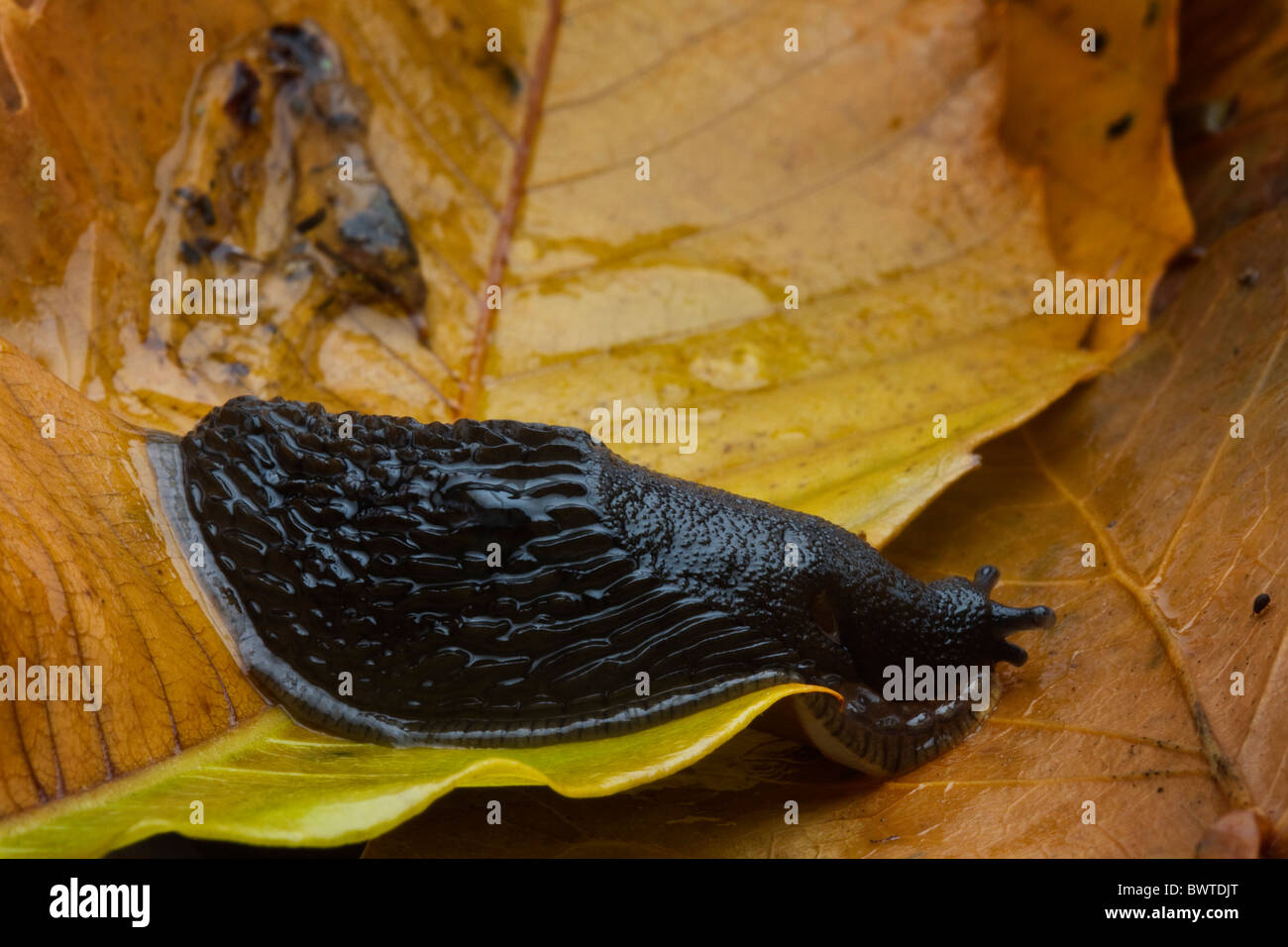 Slug leaves hi-res stock photography and images - Alamy