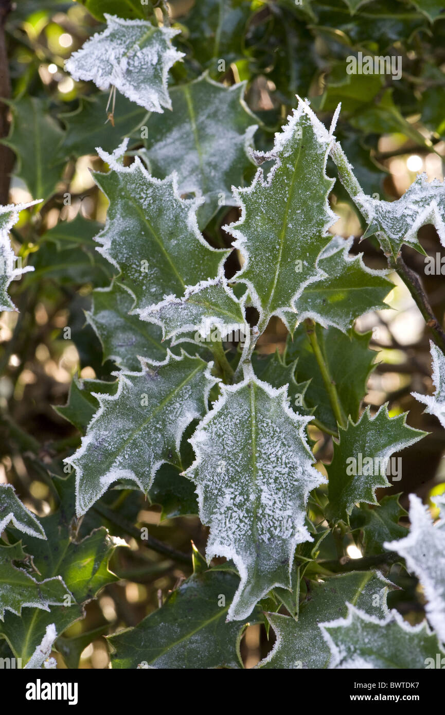 Frost Hawthorn hedge Lancashire climber climbers ivy ivies plant plants ...