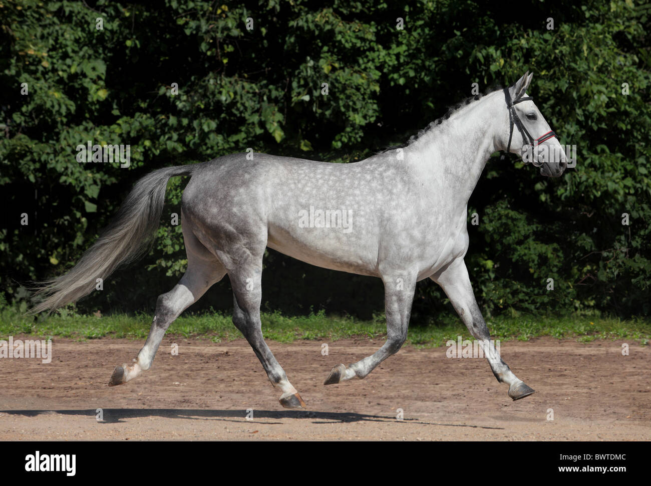 Gray horse running in road Stock Photo - Alamy