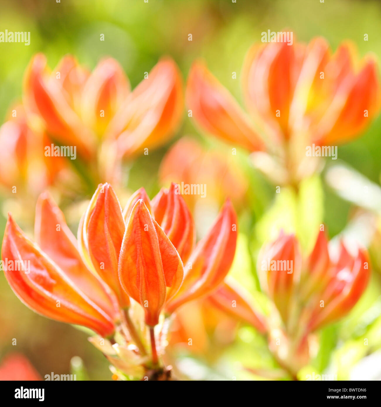 lovely orange azalea buds, harmony in nature Jane-Ann Butler ...