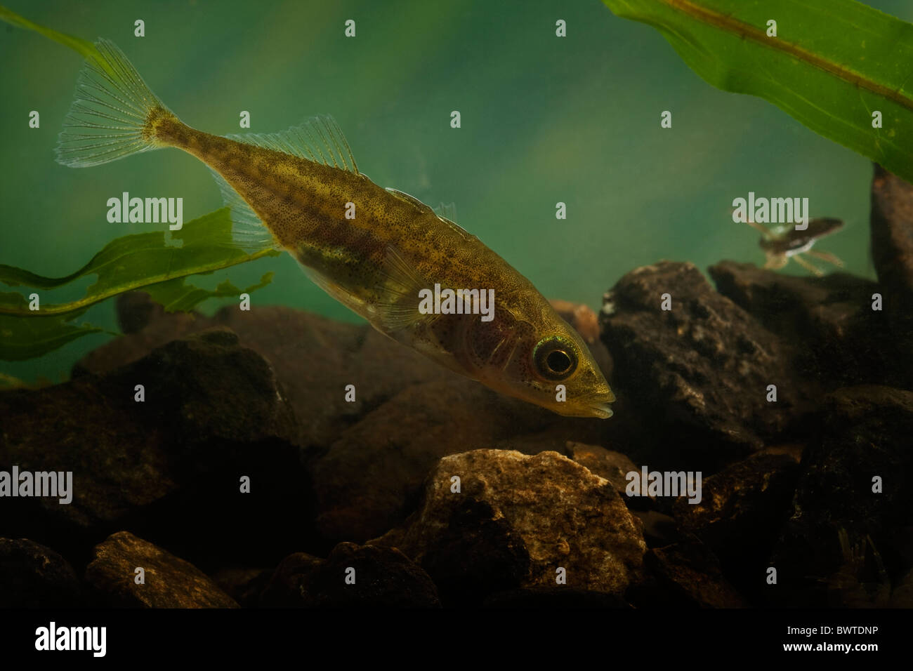 Three spined Stickleback - gasterosteus aculeatus Stock Photo - Alamy