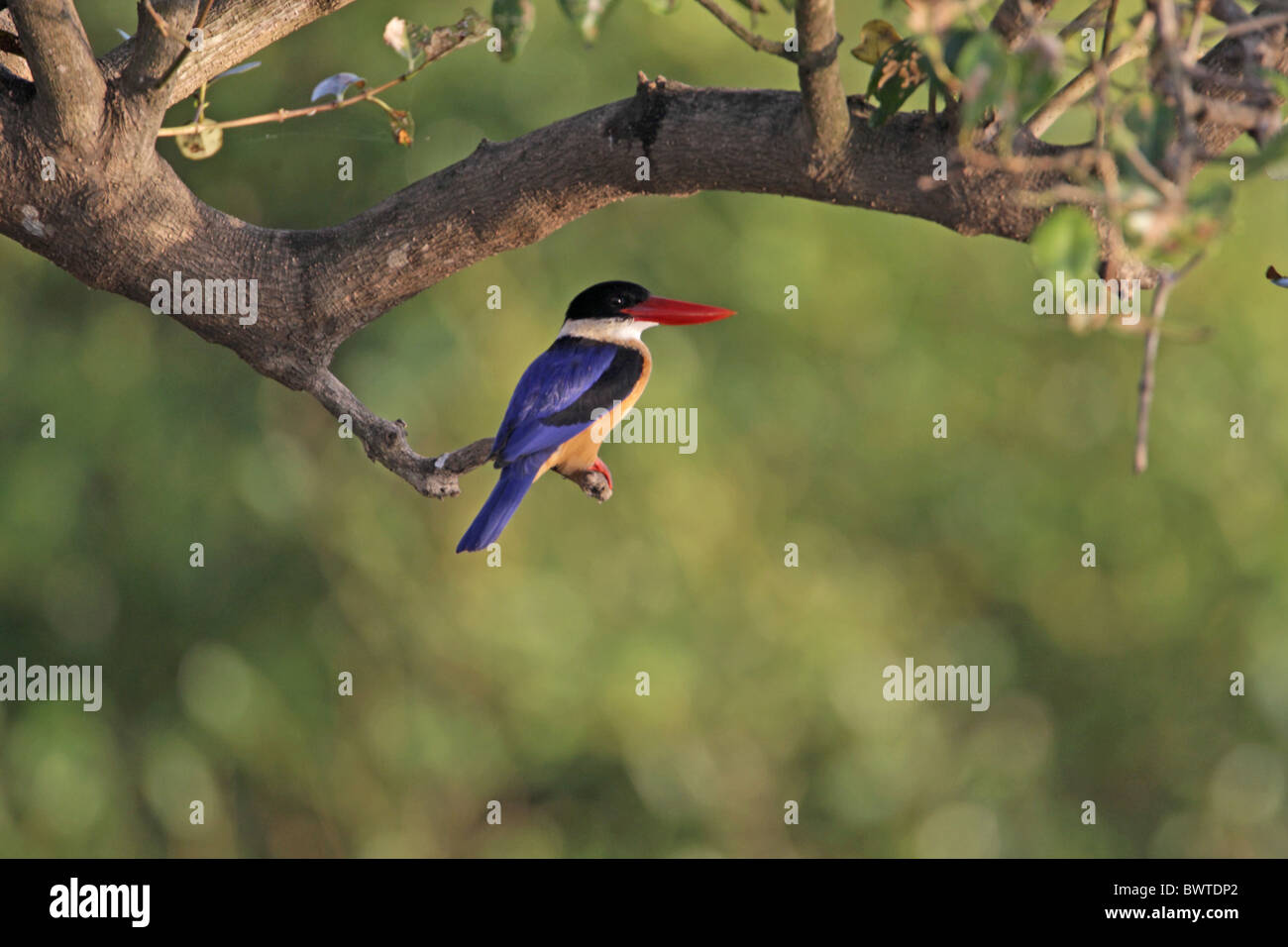 Kingfishers In Goa High Resolution Stock Photography and Images - Alamy