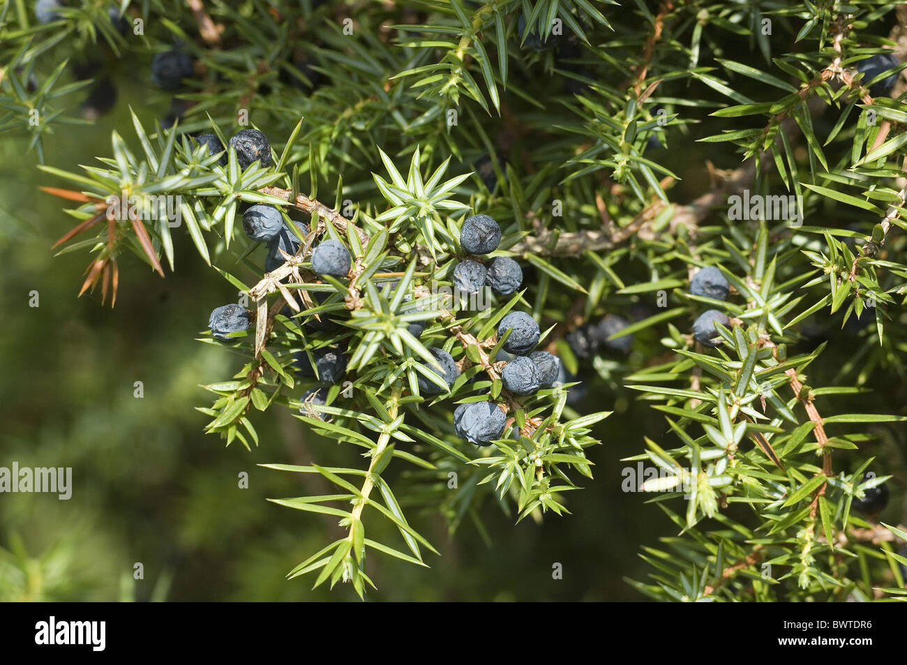 tree trees juniper junipers juniperus evergreen evergreens plant plants ...