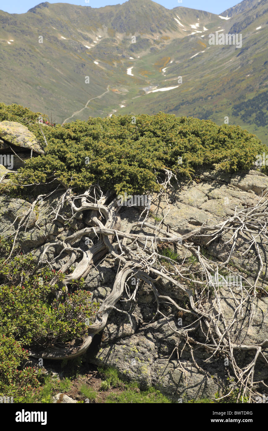 Dwarf Juniper (Juniperus communis nana) habit, ancient prostrate form ...
